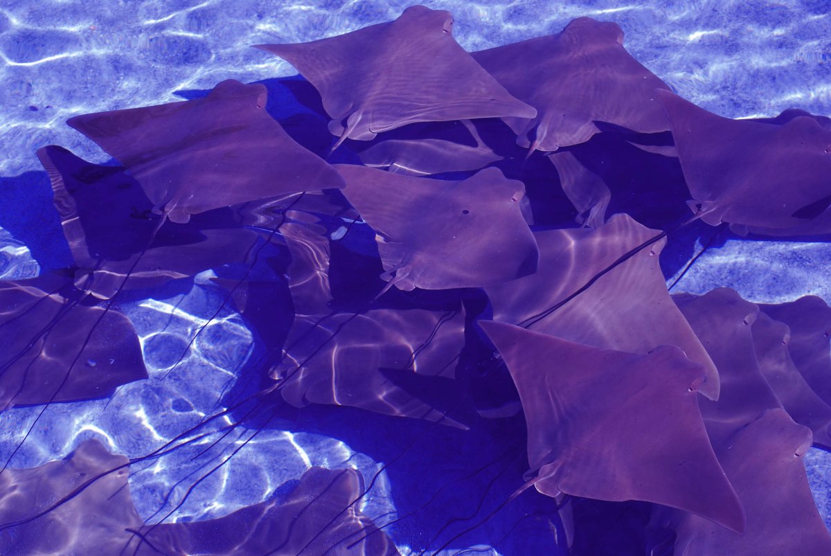 Dream Symbolism : Manta Ray – Thera Phase Biofield Tuning